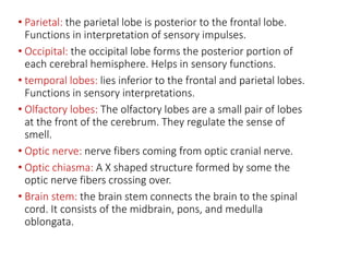 Nervous System-class 6.pdf
