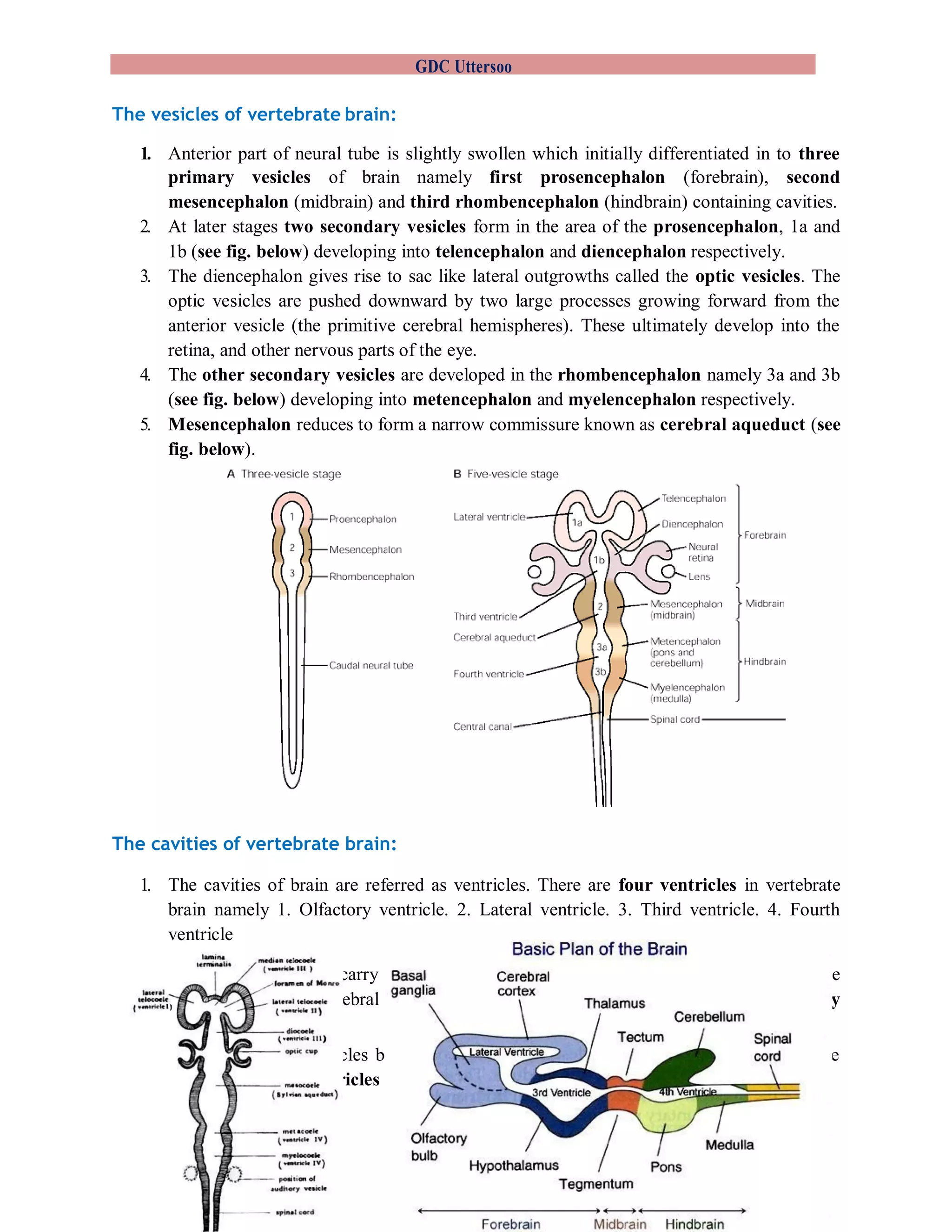 Nervous System- Comparative account of Brain.pdf