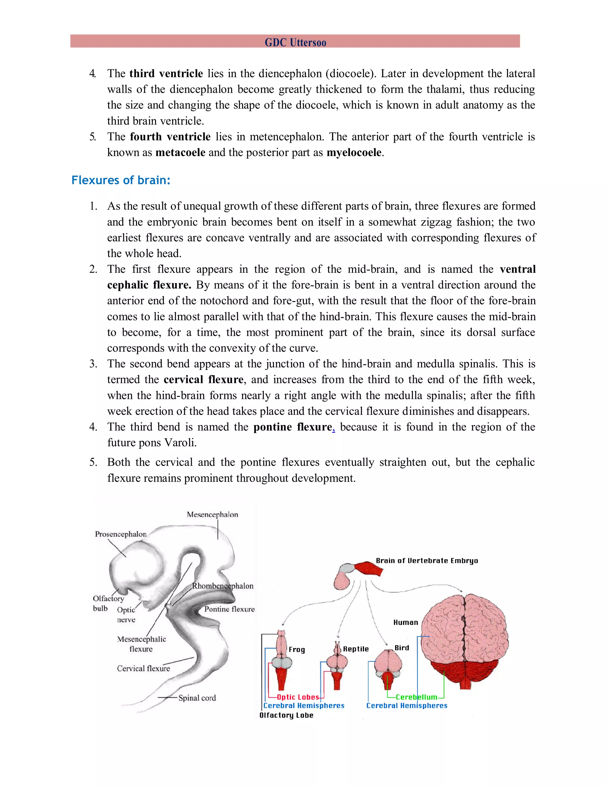 Nervous System- Comparative account of Brain.pdf