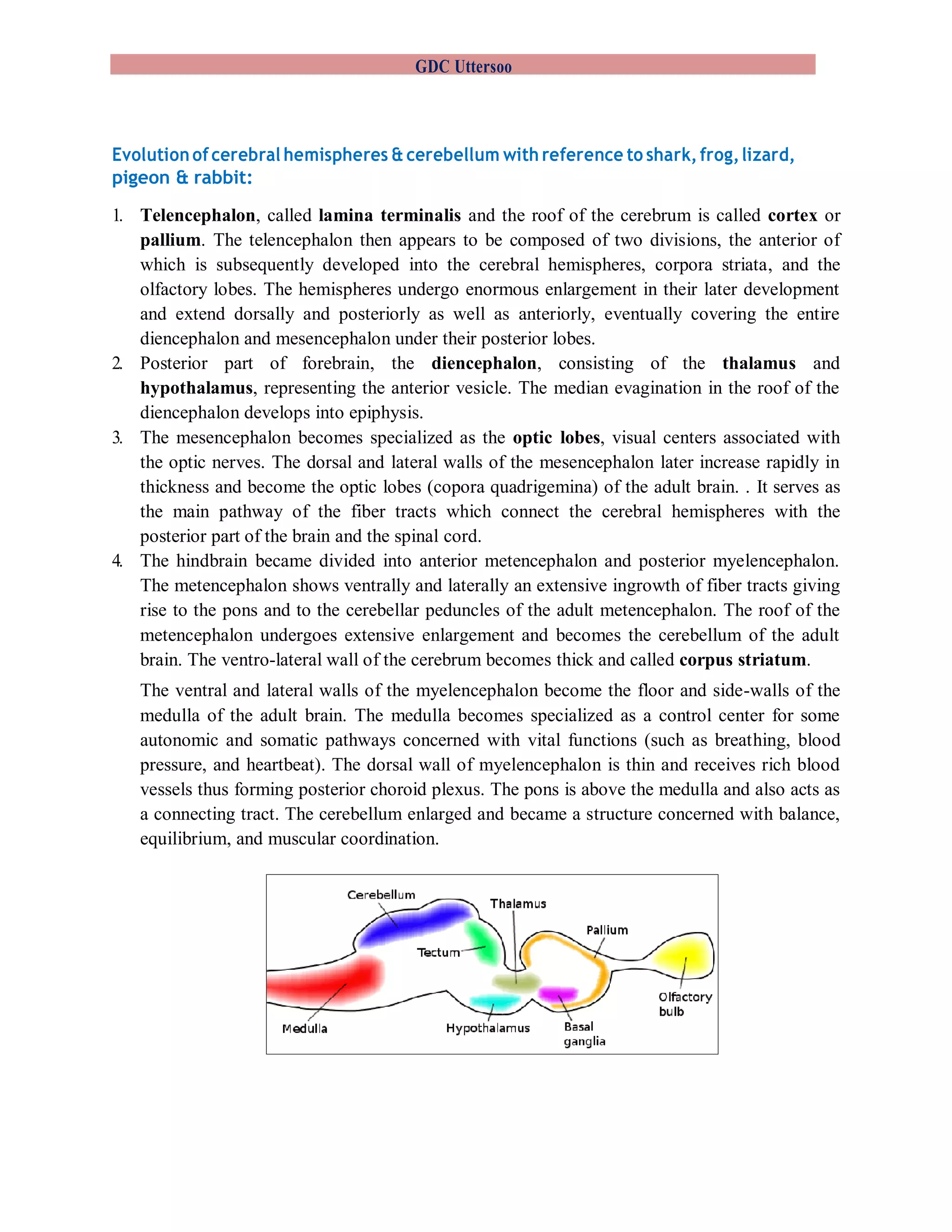 Nervous System- Comparative account of Brain.pdf