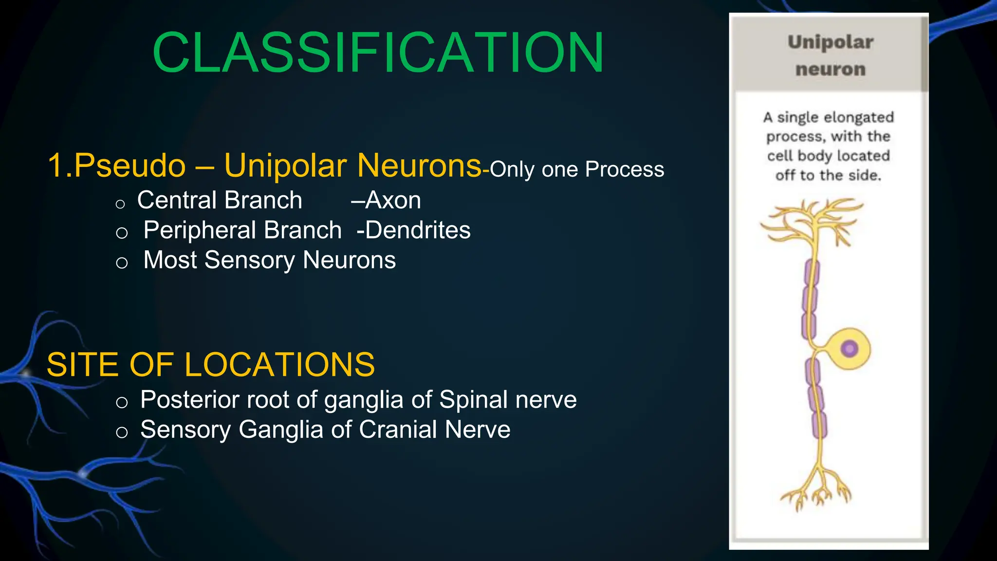 Nervous System -Autonomic Nervous System-Neurons -Ganglia - Nerves Copy ...