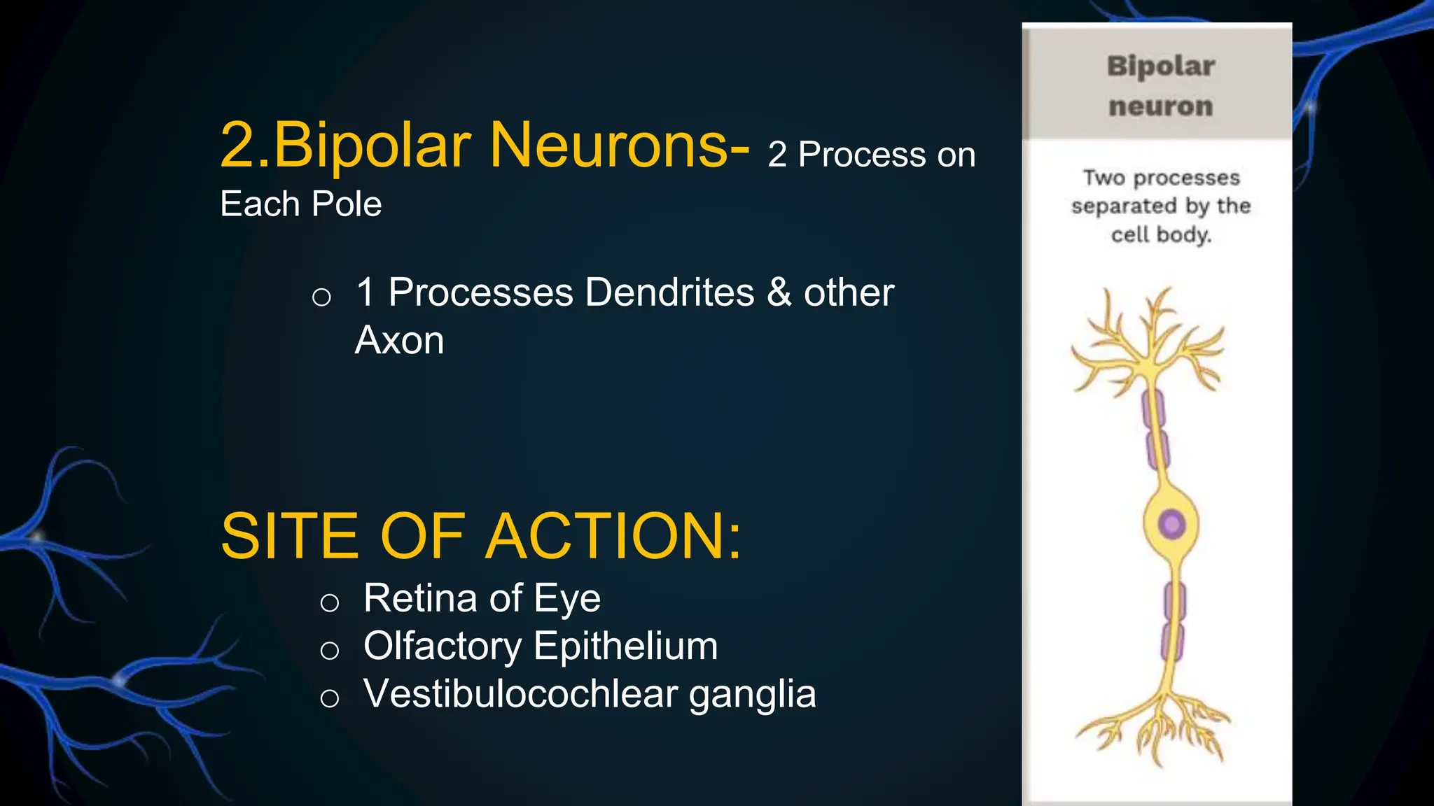 Nervous System -Autonomic Nervous System-Neurons -Ganglia - Nerves Copy ...