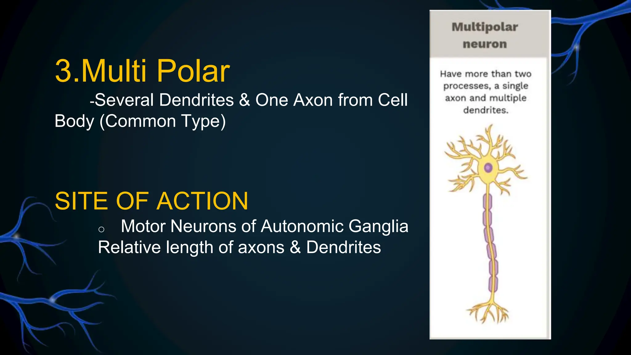 Nervous System -Autonomic Nervous System-Neurons -Ganglia - Nerves Copy ...