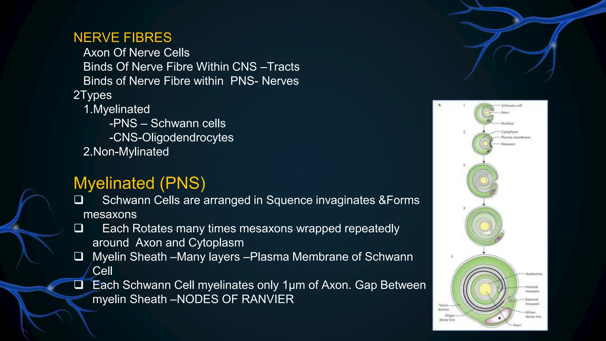 Nervous System -Autonomic Nervous System-Neurons -Ganglia - Nerves Copy ...