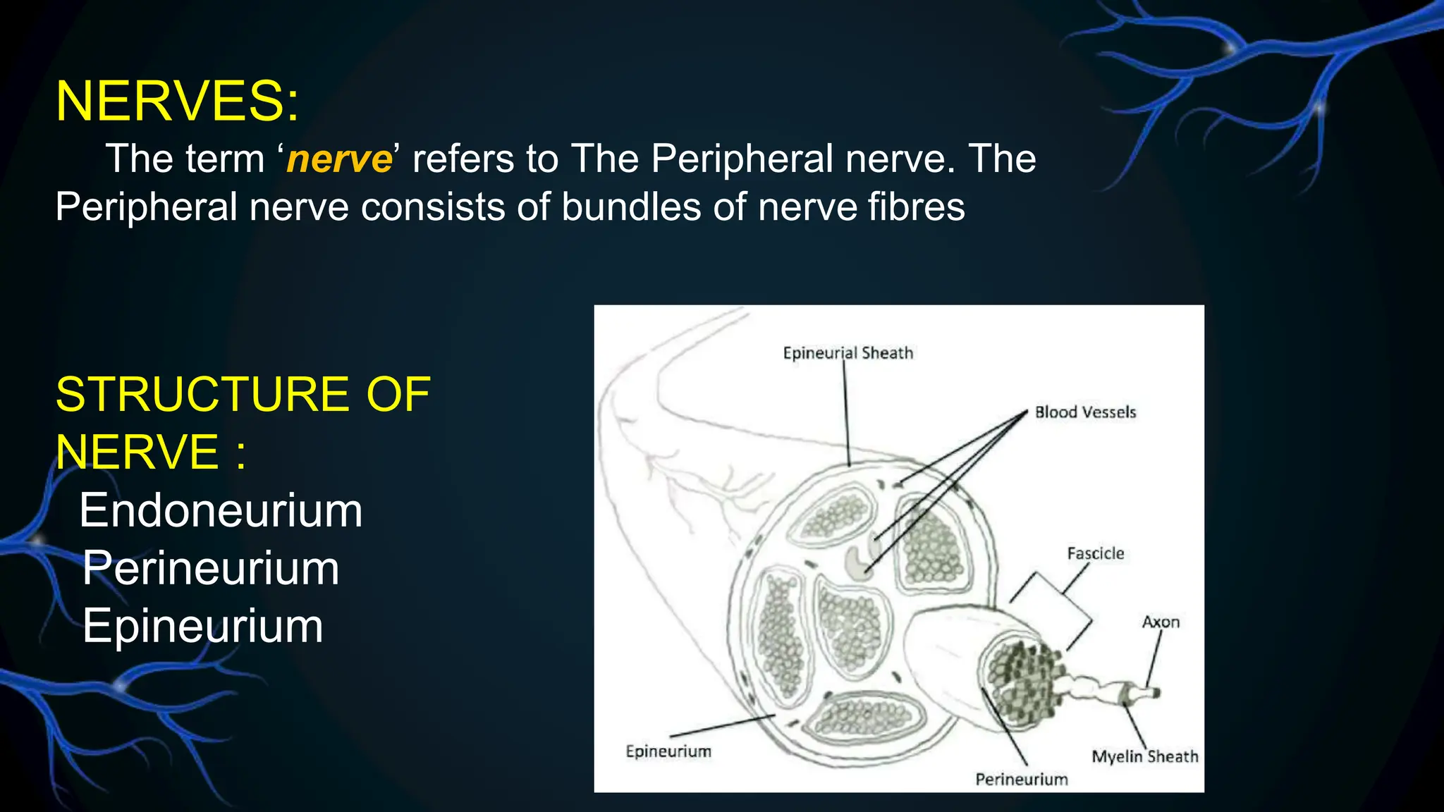 Nervous System -Autonomic Nervous System-Neurons -Ganglia - Nerves Copy ...