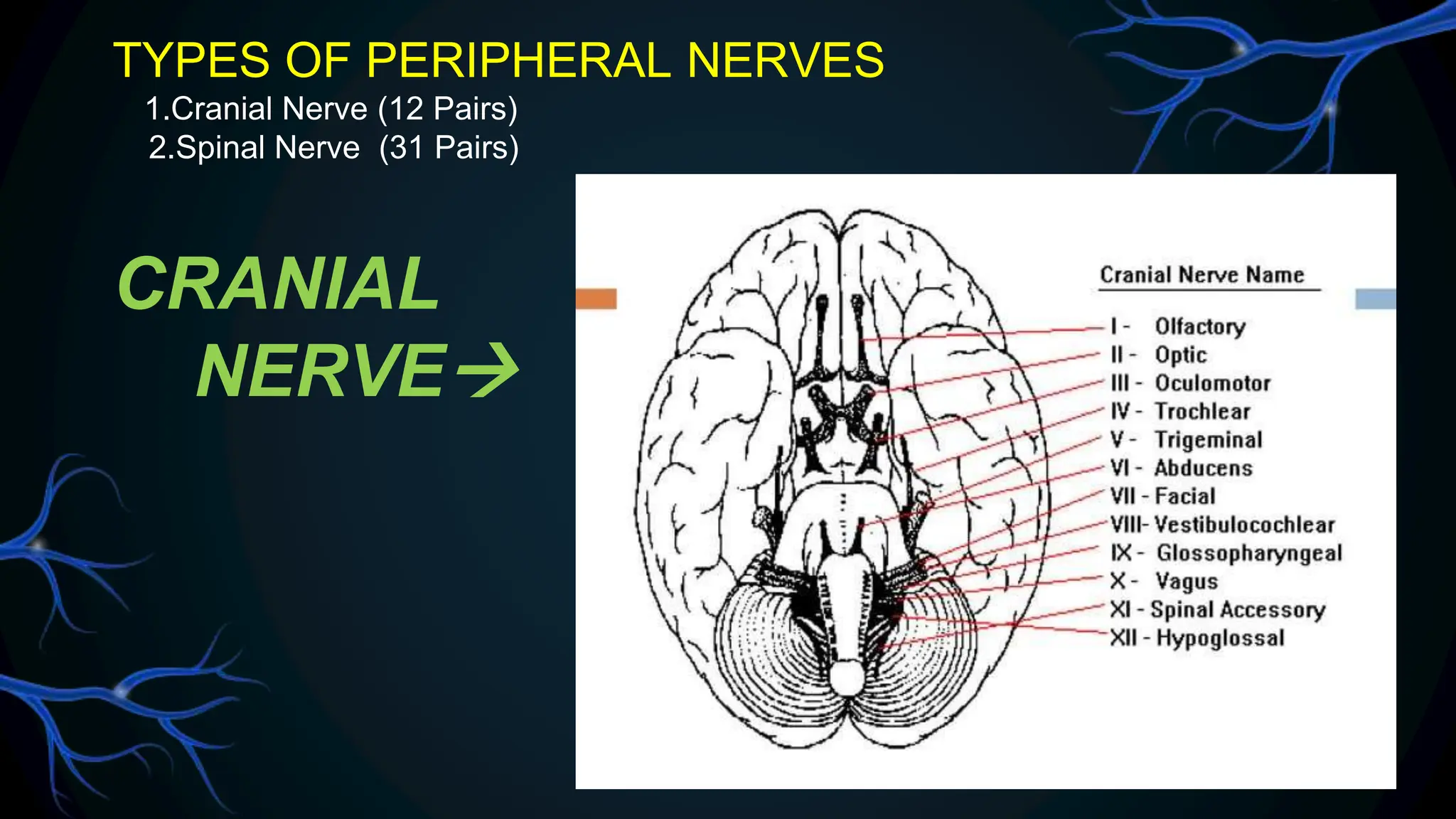 Nervous System -Autonomic Nervous System-Neurons -Ganglia - Nerves Copy ...