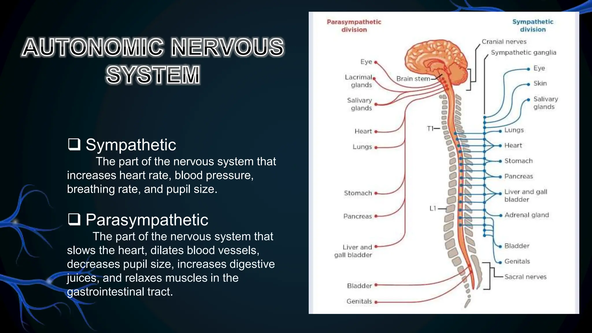 Nervous System -Autonomic Nervous System-Neurons -Ganglia - Nerves Copy ...