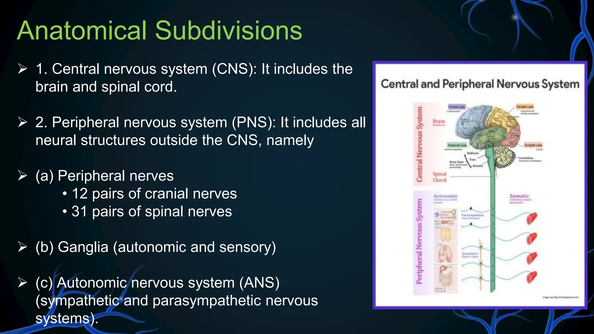 Nervous System -Autonomic Nervous System-Neurons -Ganglia - Nerves Copy ...