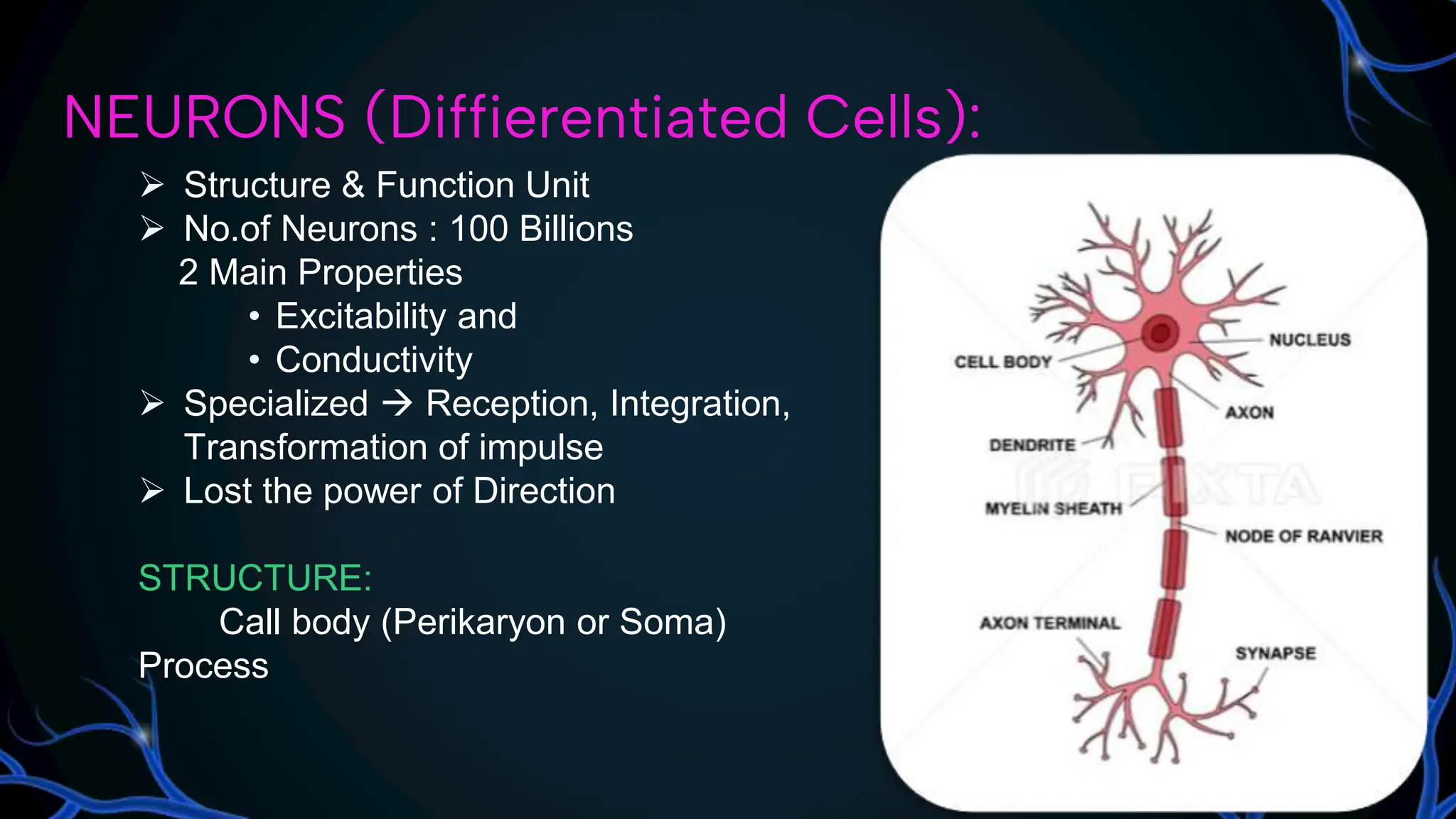 Nervous System -Autonomic Nervous System-Neurons -Ganglia - Nerves Copy ...