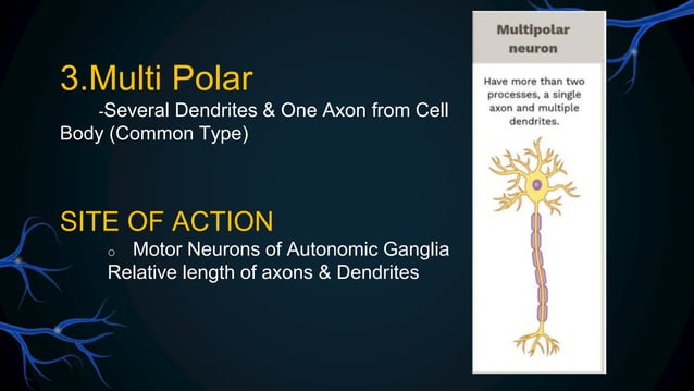 Nervous System -Autonomic Nervous System-Neurons -Ganglia - Nerves Copy. | PPT