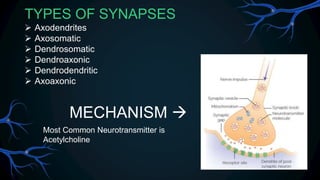 Nervous System -Autonomic Nervous System-Neurons -Ganglia - Nerves Copy ...