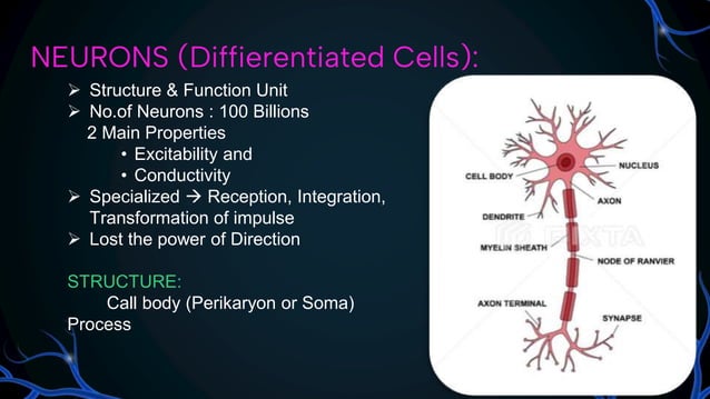 Nervous System -Autonomic Nervous System-Neurons -Ganglia - Nerves Copy. | PPT