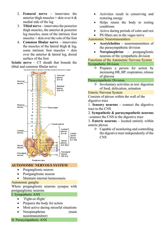 NERVOUS SYSTEM - DIVISION OF NS.pdf