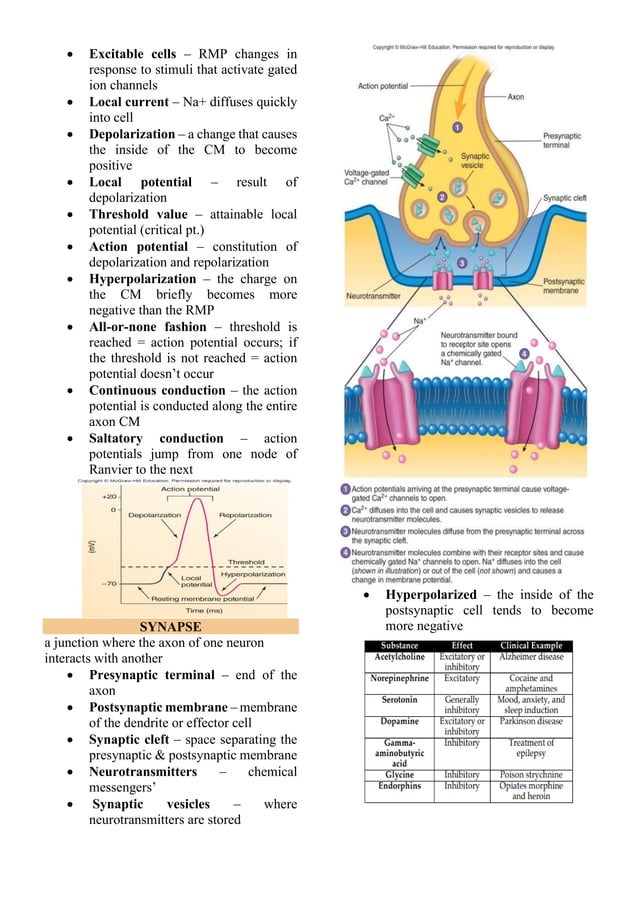 NERVOUS SYSTEM - DIVISION OF NS.pdf