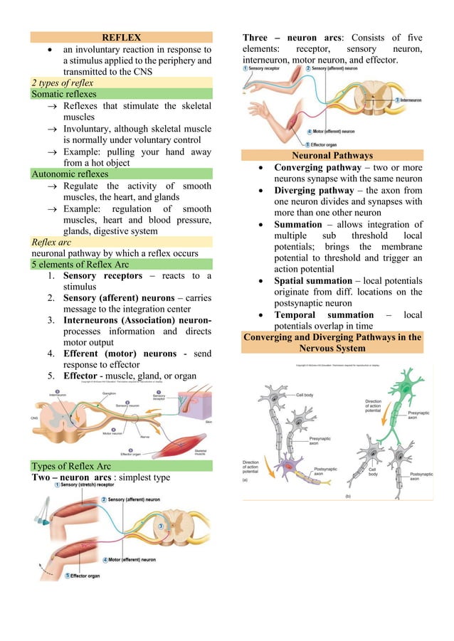 NERVOUS SYSTEM - DIVISION OF NS.pdf