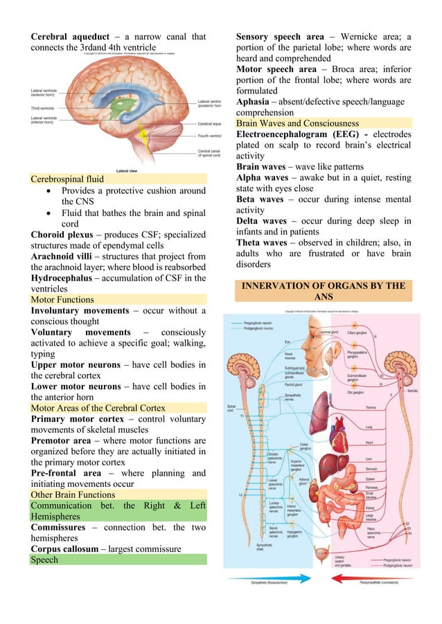 NERVOUS SYSTEM - DIVISION OF NS.pdf