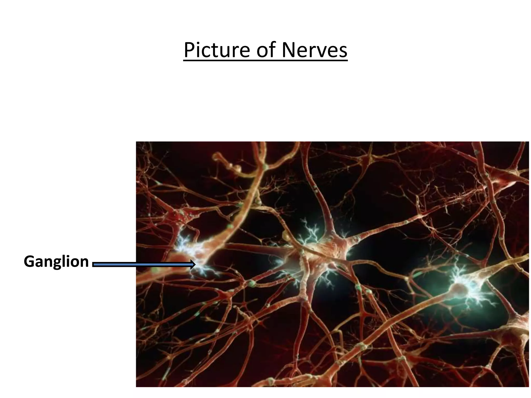 NERVOUS SYSTEM - grade 10.pptx