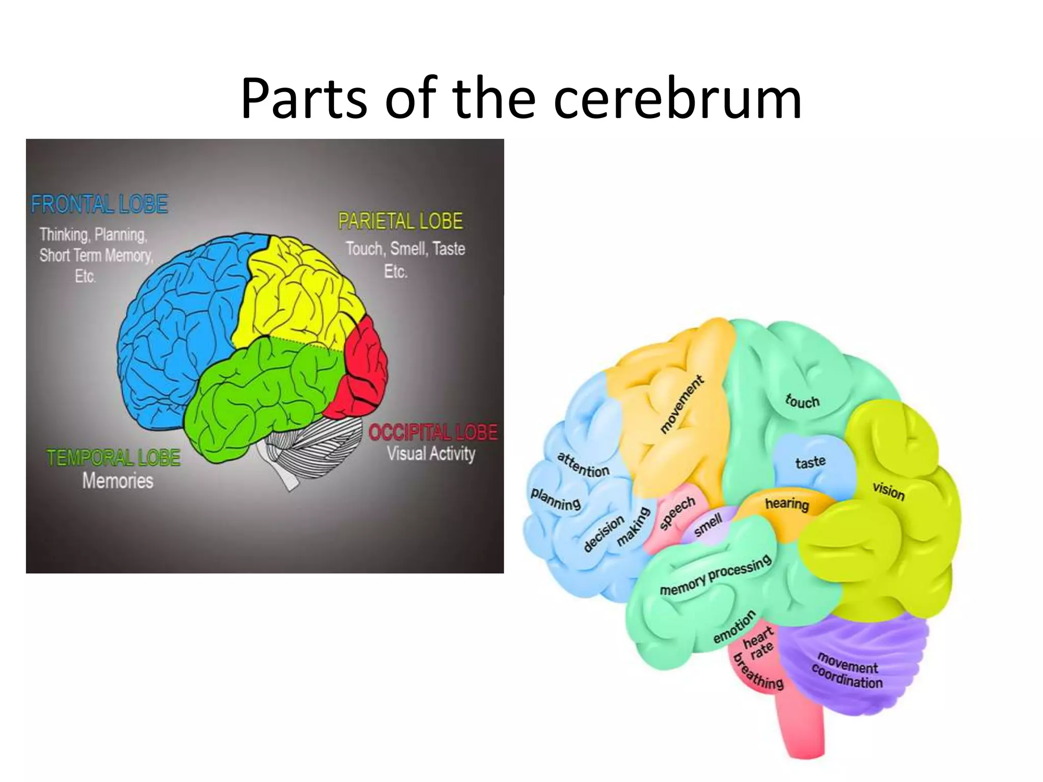 NERVOUS SYSTEM - grade 10.pptx