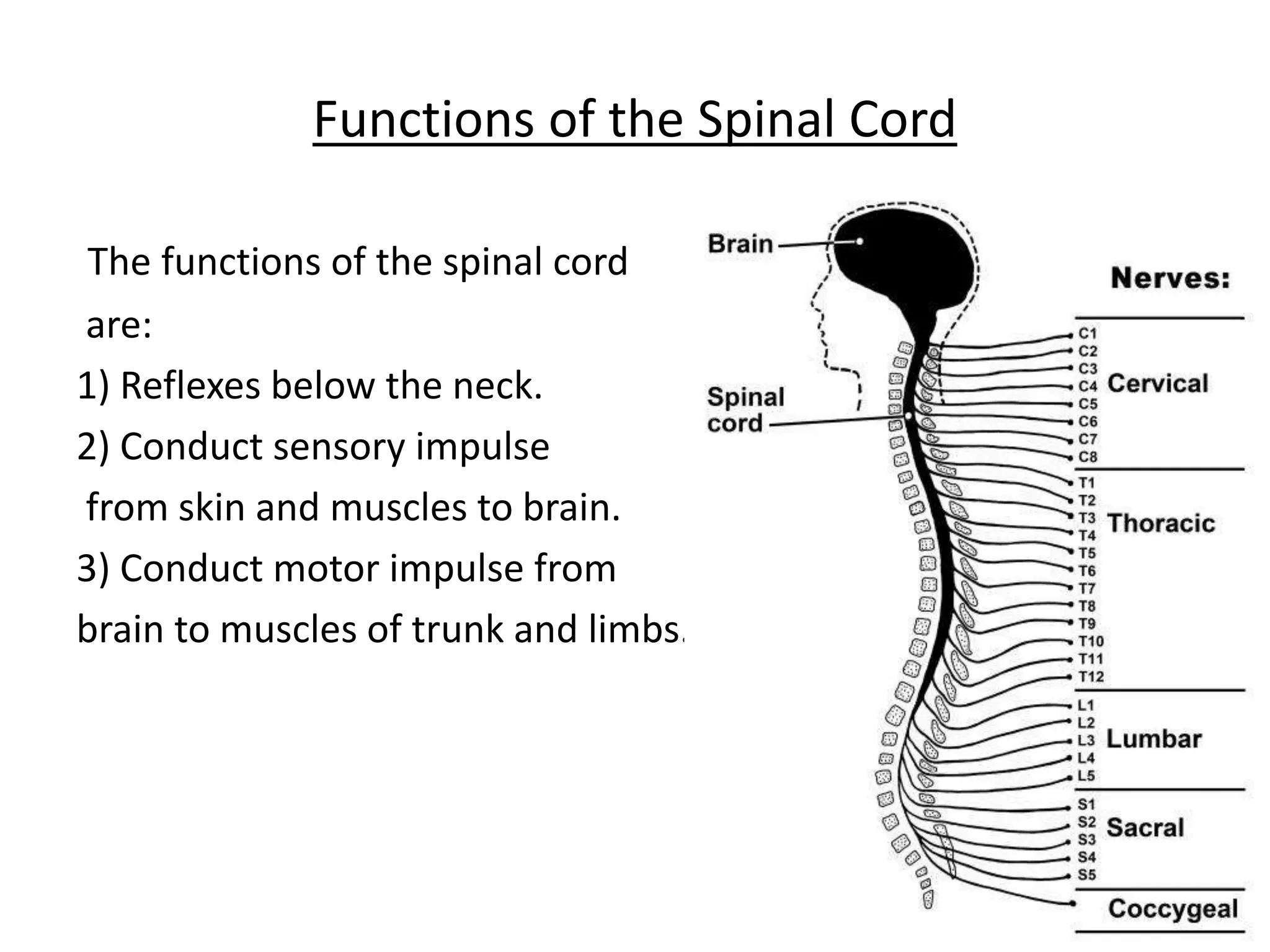 NERVOUS SYSTEM - grade 10.pptx
