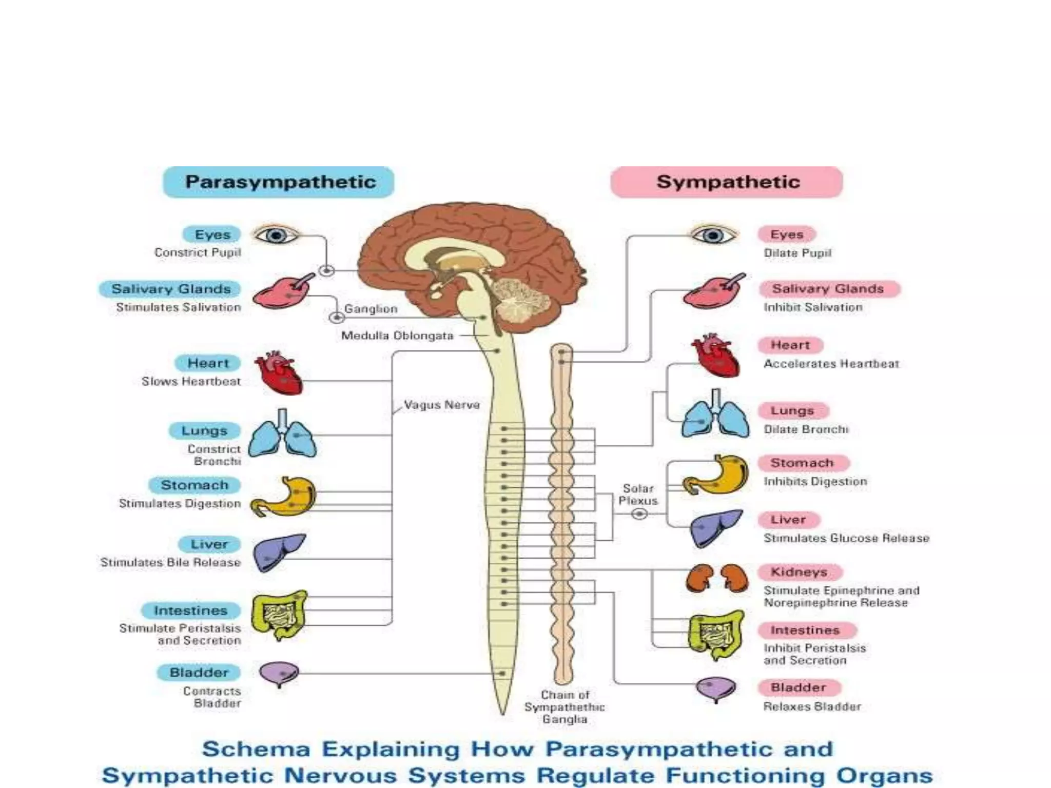 NERVOUS SYSTEM - grade 10.pptx