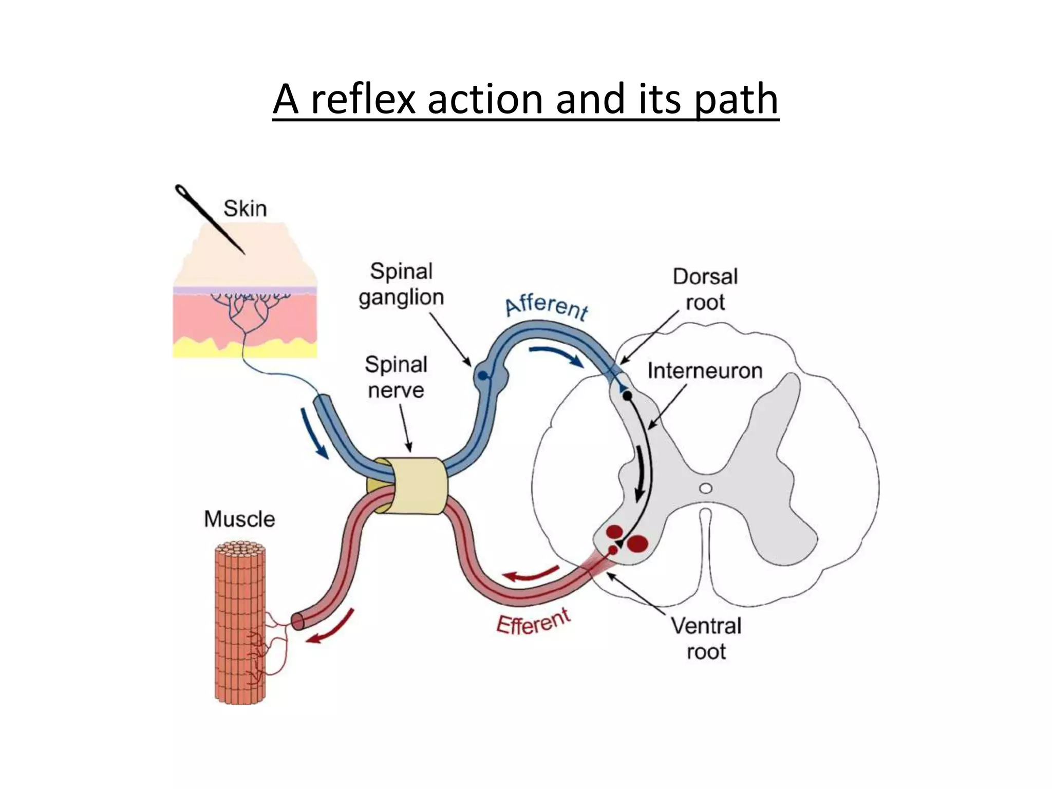 NERVOUS SYSTEM - grade 10.pptx