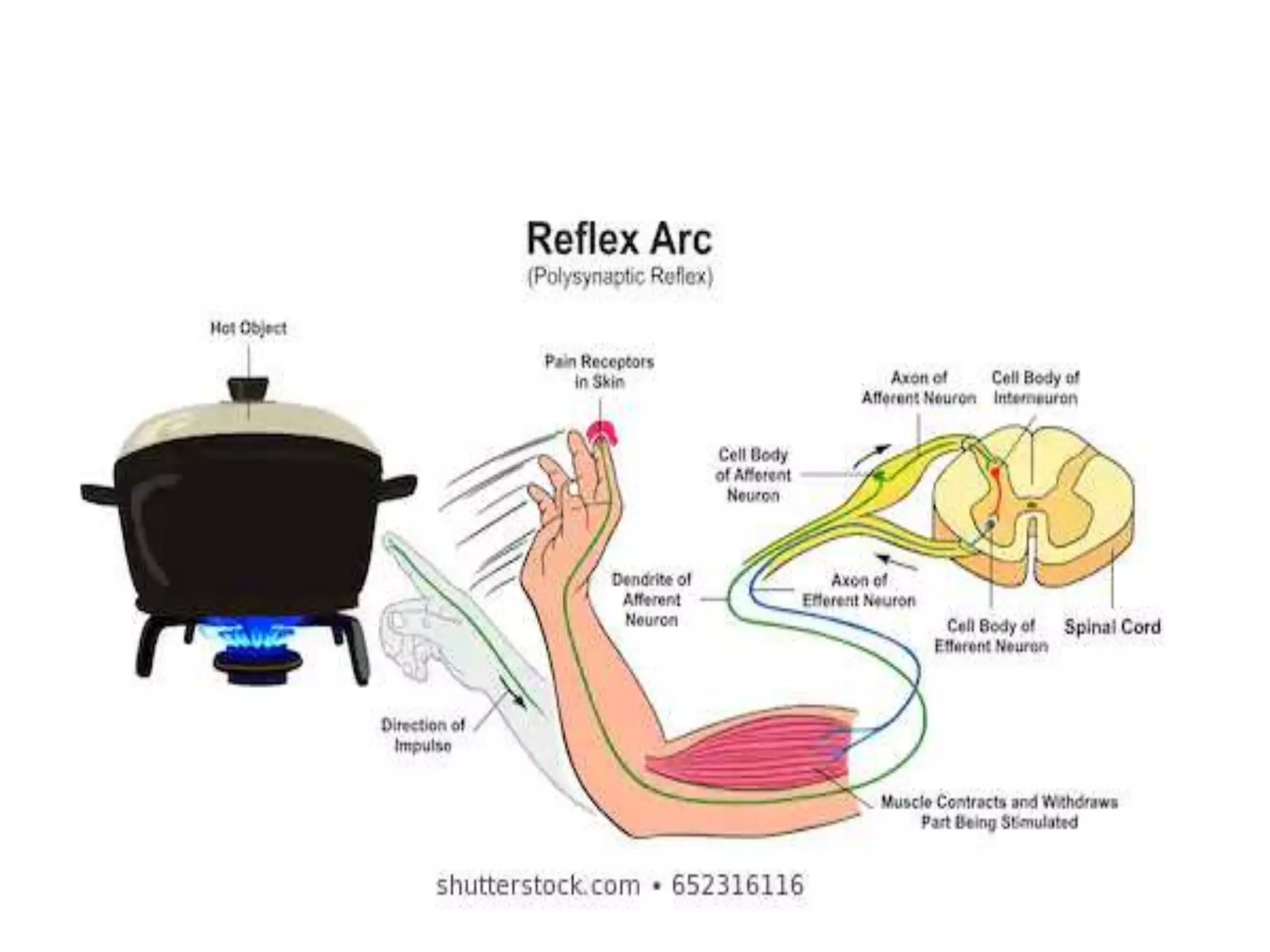 NERVOUS SYSTEM - grade 10.pptx