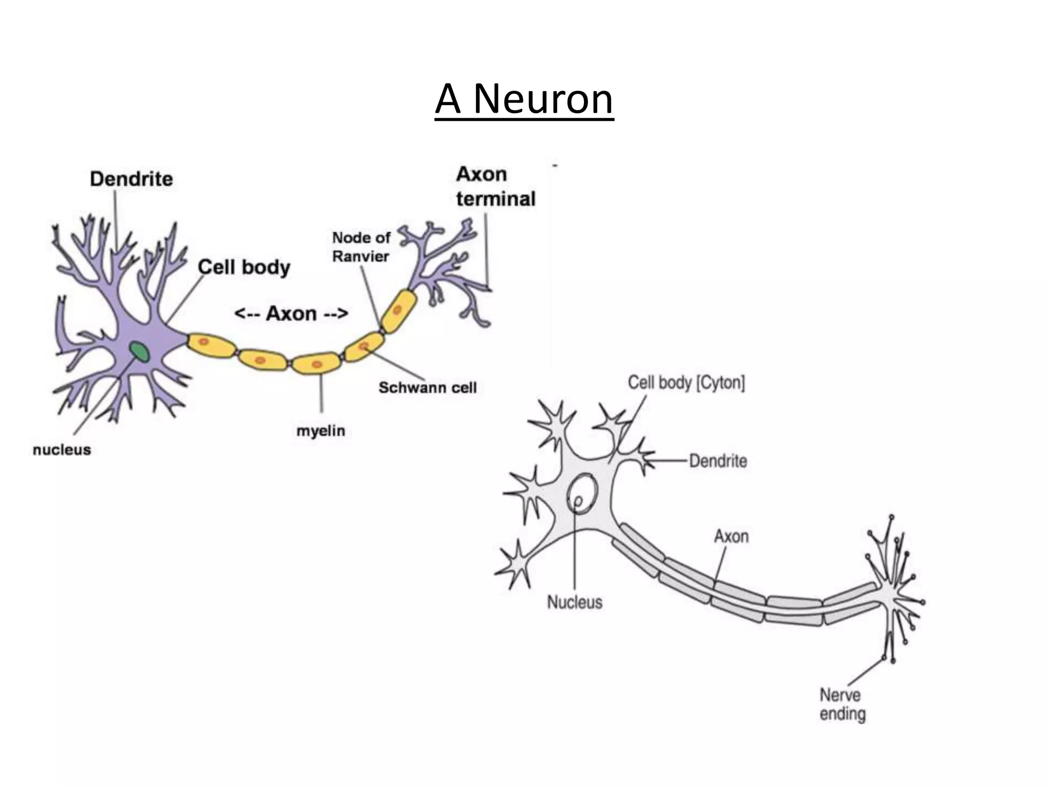 NERVOUS SYSTEM - grade 10.pptx