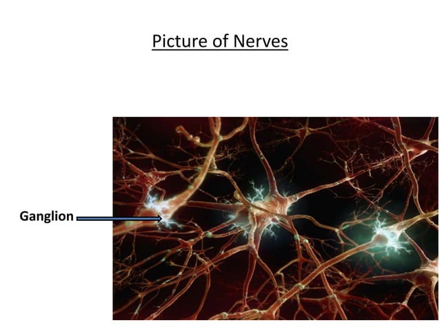 NERVOUS SYSTEM - grade 10.pptx