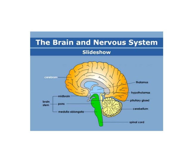 NERVOUS SYSTEM - grade 10.pptx