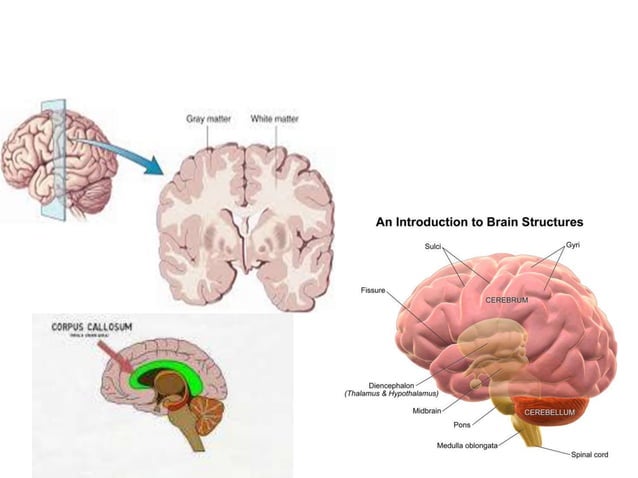 NERVOUS SYSTEM - grade 10.pptx