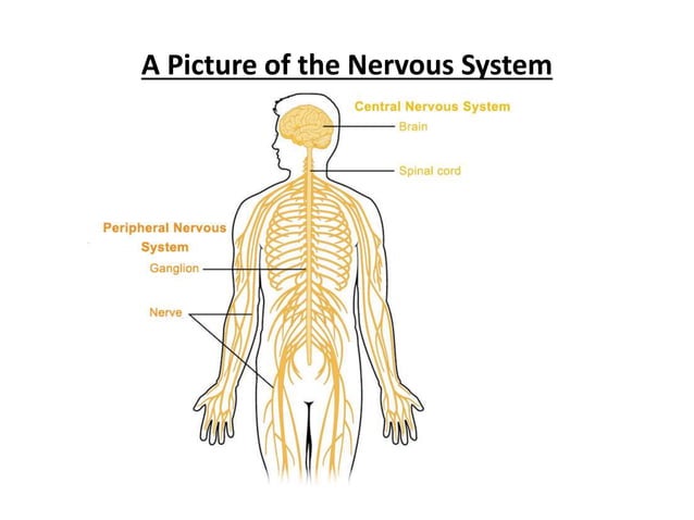 NERVOUS SYSTEM - grade 10.pptx