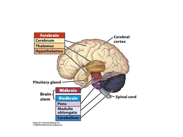 NERVOUS SYSTEM - grade 10.pptx