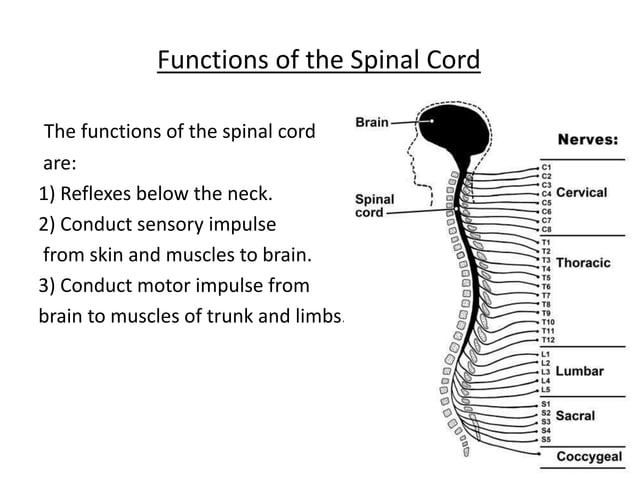 NERVOUS SYSTEM - grade 10.pptx