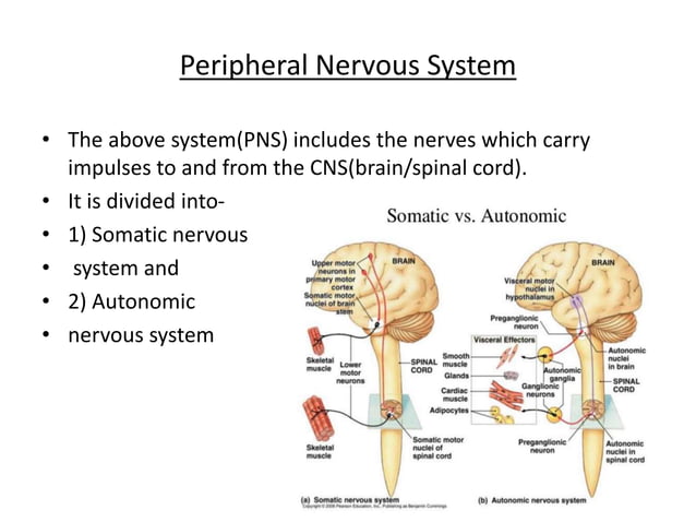 NERVOUS SYSTEM - grade 10.pptx