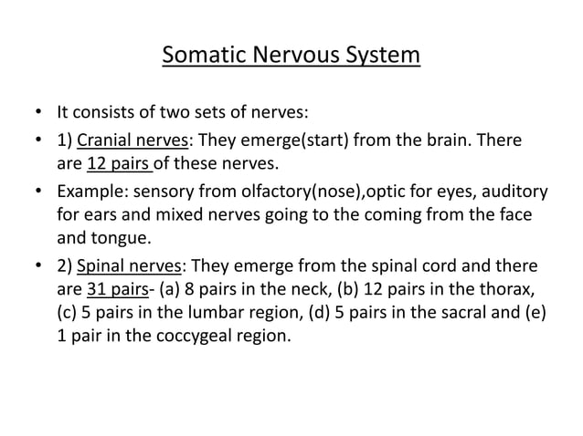 NERVOUS SYSTEM - grade 10.pptx