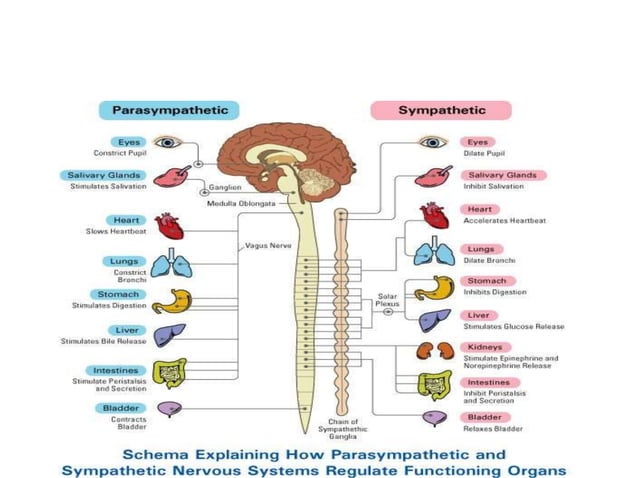 NERVOUS SYSTEM - grade 10.pptx