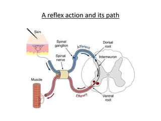 NERVOUS SYSTEM - grade 10.pptx