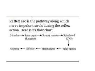 NERVOUS SYSTEM - grade 10.pptx