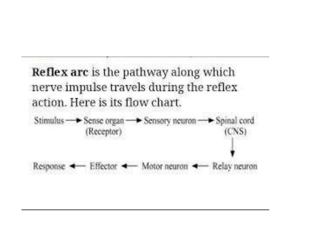 NERVOUS SYSTEM - grade 10.pptx