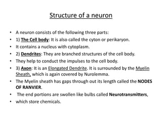 NERVOUS SYSTEM - grade 10.pptx