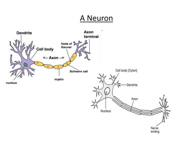 NERVOUS SYSTEM - grade 10.pptx