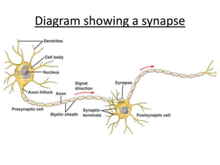 NERVOUS SYSTEM - grade 10.pptx