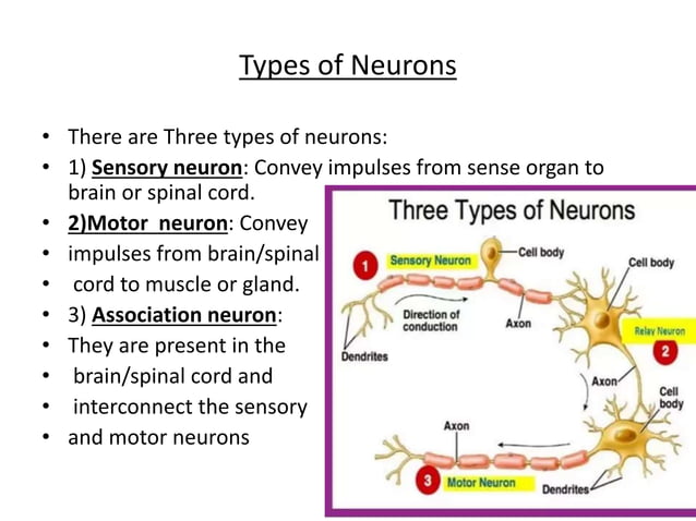 NERVOUS SYSTEM - grade 10.pptx