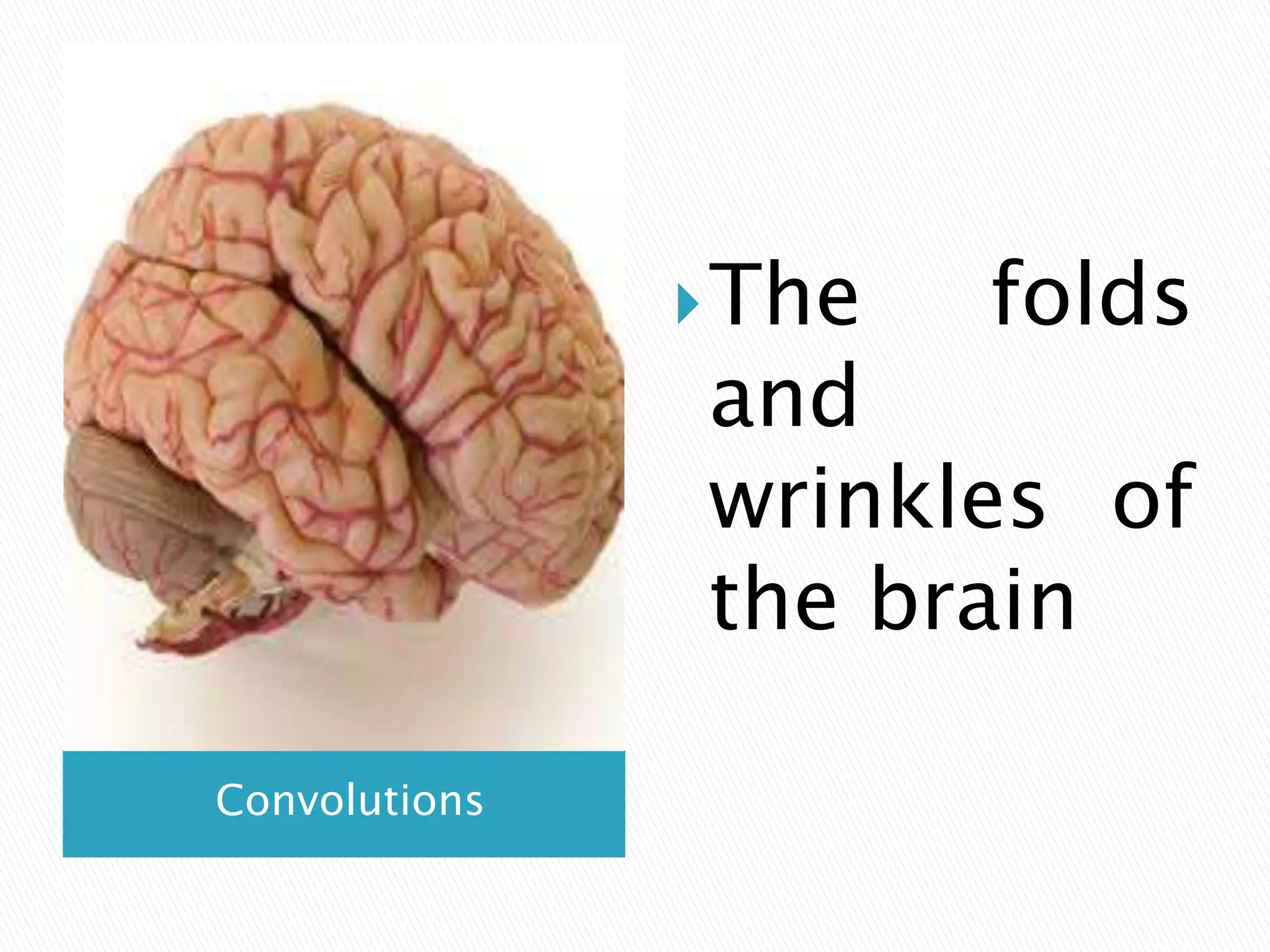 Nervous System Lecture Simplified Ppt