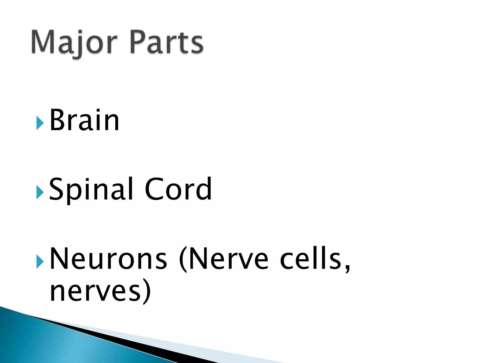 Nervous system lecture simplified | PPT
