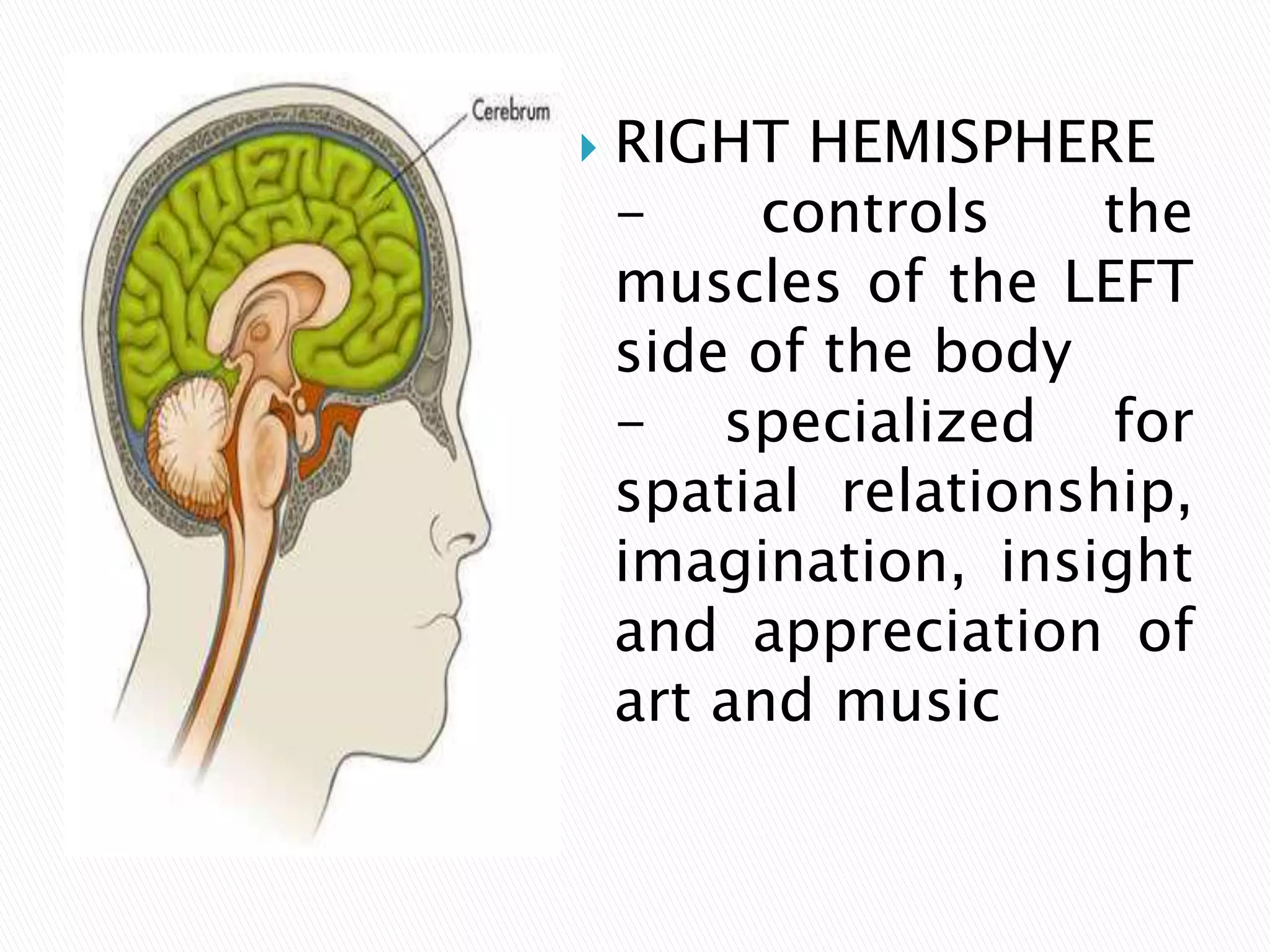 Nervous System Lecture Simplified Ppt