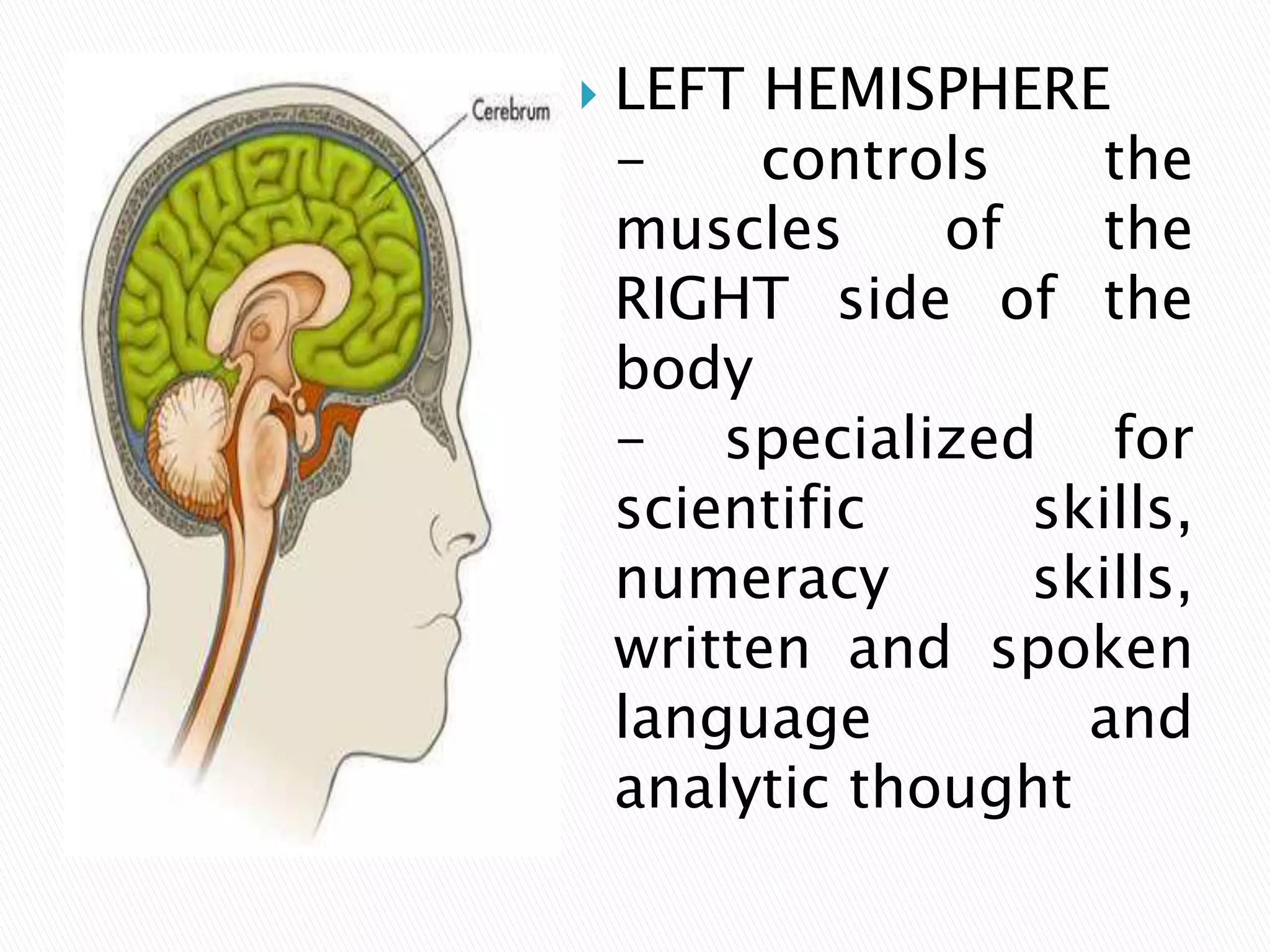 Nervous system lecture simplified | PPTX