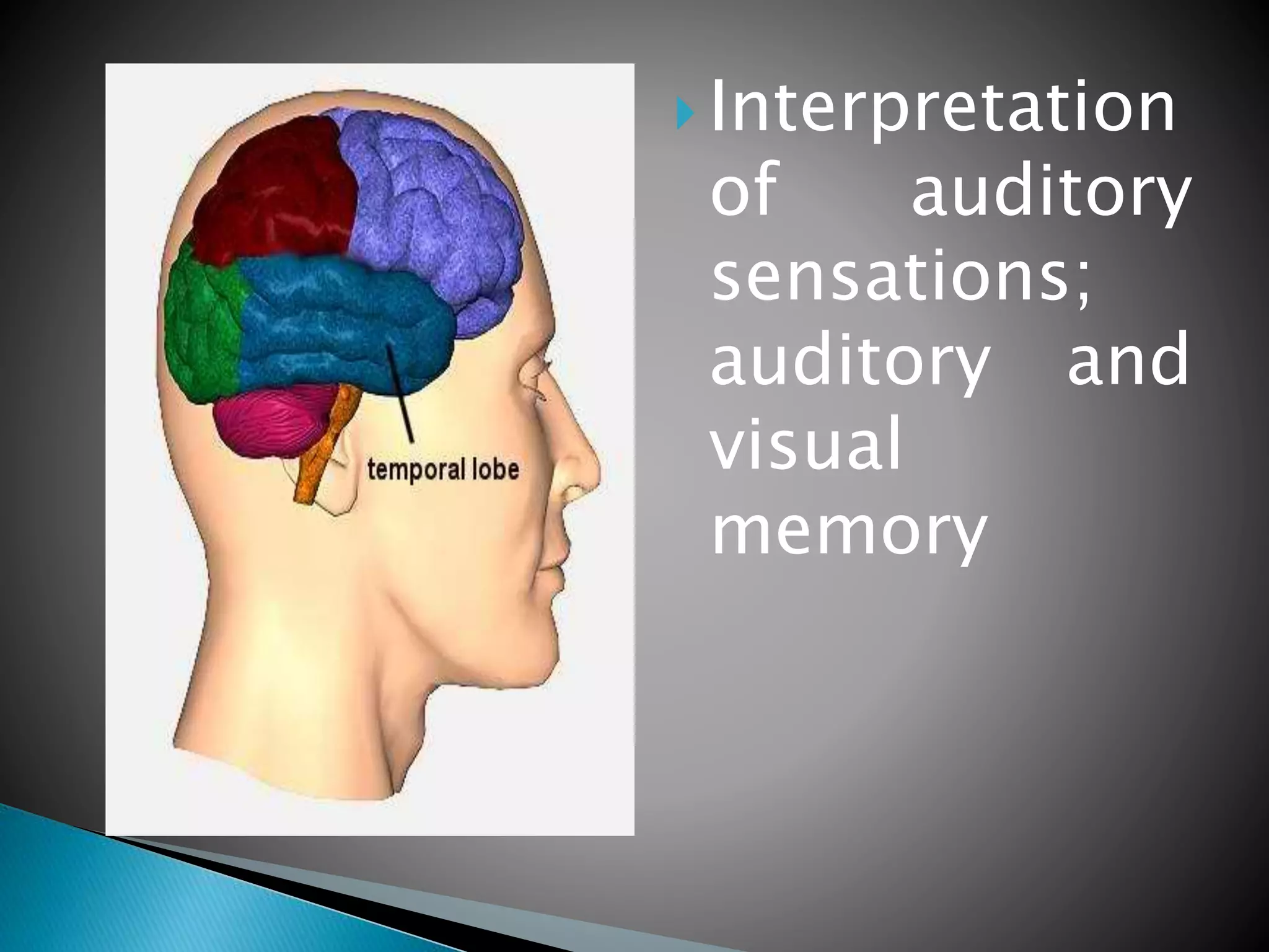 Nervous System Lecture Simplified Ppt