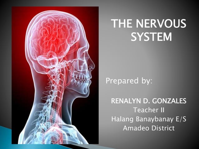 Nervous system lecture simplified | PPT