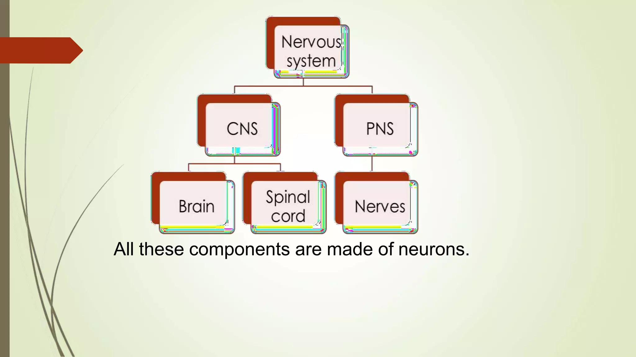 Nervous System-ppt.pptx